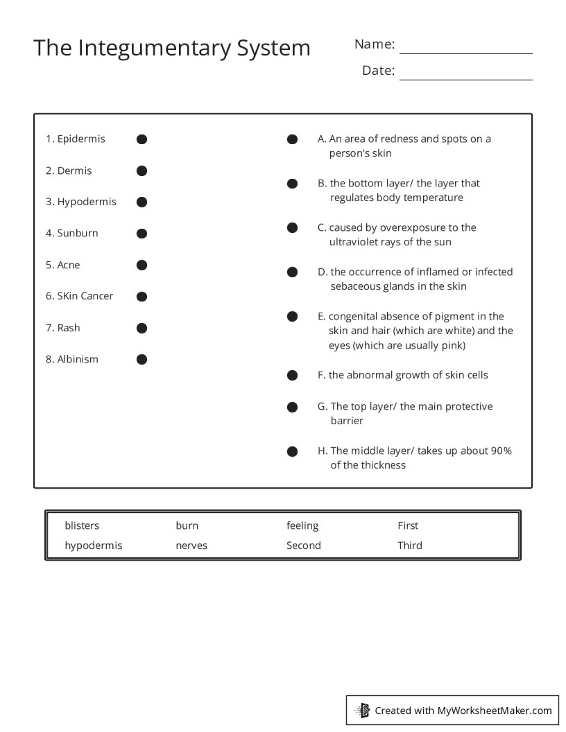 The Integumentary System - My Worksheet Maker: Create Your Own Worksheets