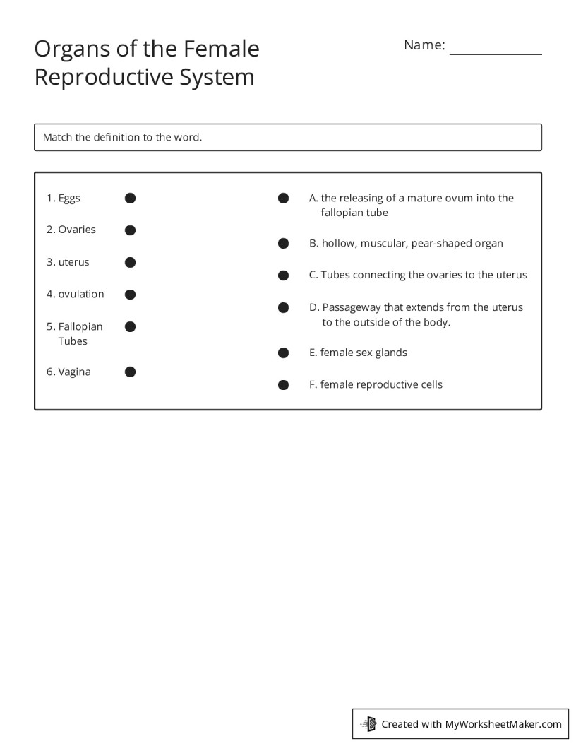 Organs of the Female Reproductive System - My Worksheet Maker: Create ...