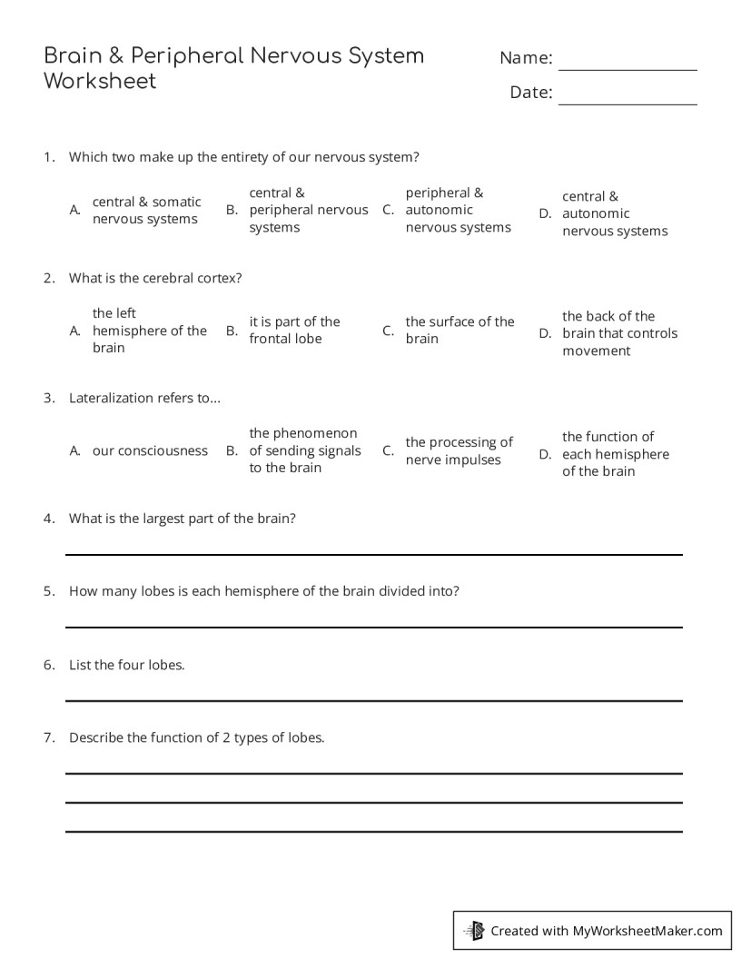 Nervous System Brain Worksheet