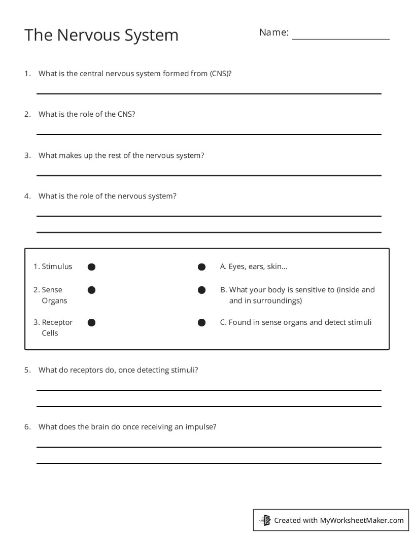The Nervous System - My Worksheet Maker: Create Your Own Worksheets