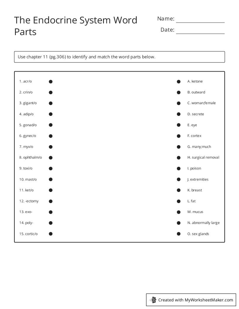 The Endocrine System Word Parts - My Worksheet Maker: Create Your Own ...