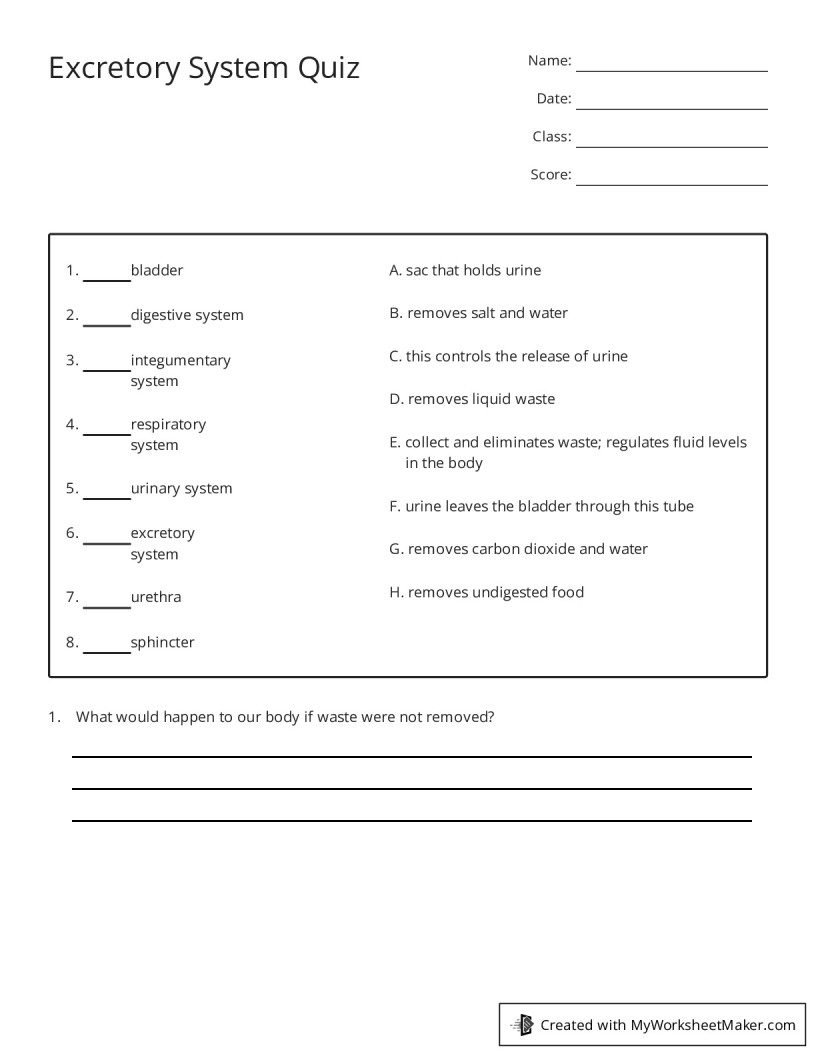 Excretory System Quiz - My Worksheet Maker: Create Your Own Worksheets