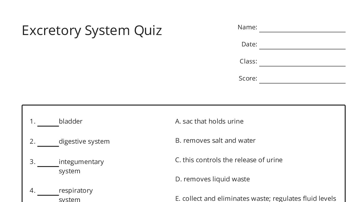 Excretory System Quiz - My Worksheet Maker: Create Your Own Worksheets