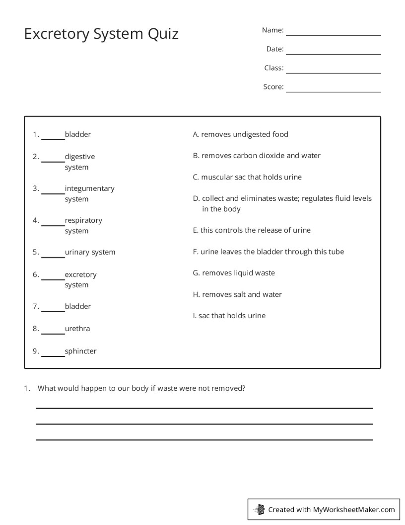 Excretory System Quiz - My Worksheet Maker: Create Your Own Worksheets