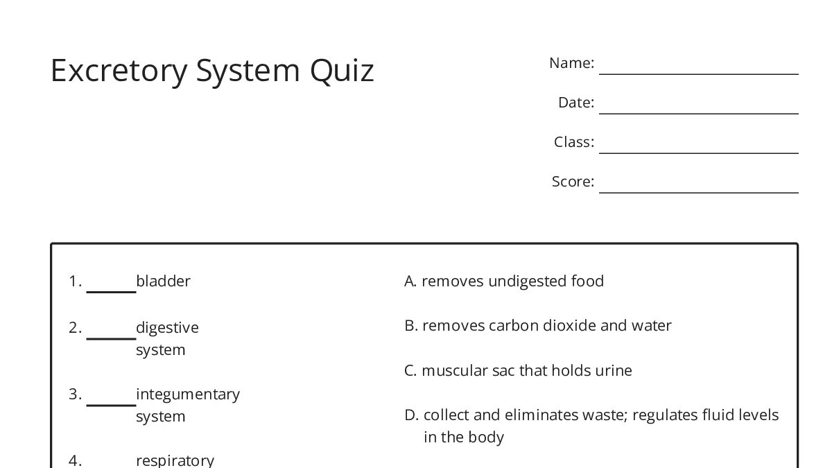 Excretory System Quiz - My Worksheet Maker: Create Your Own Worksheets