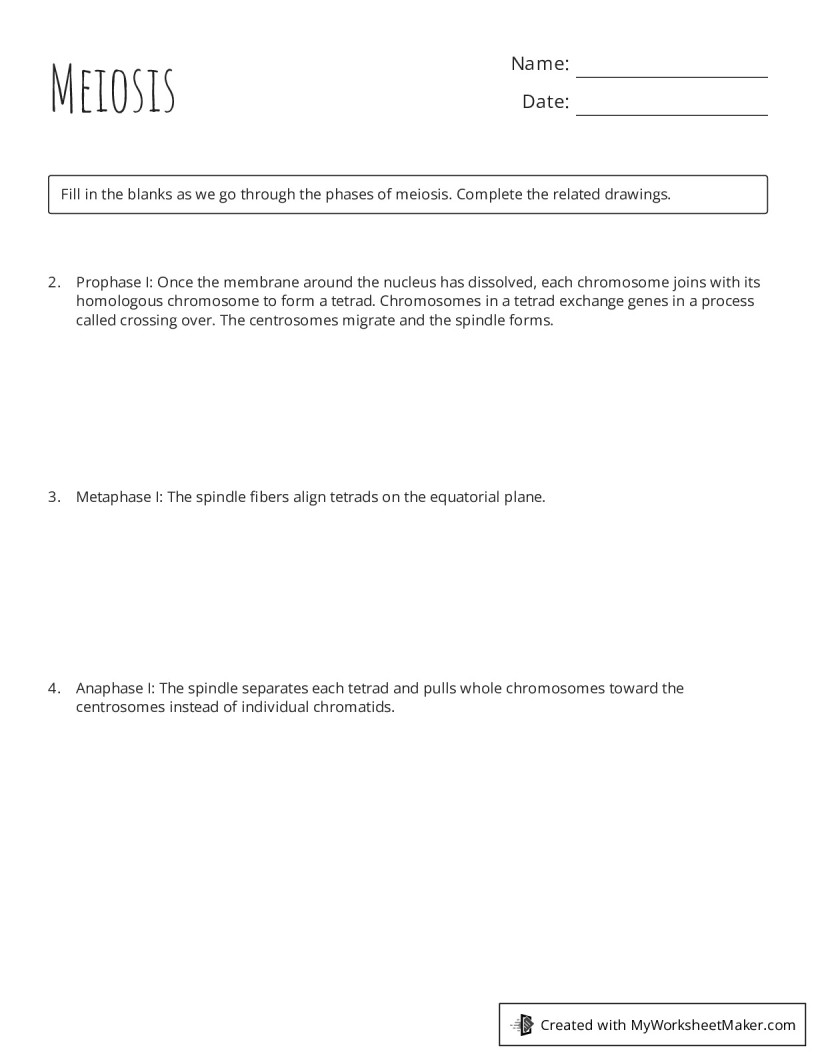 Meiosis - My Worksheet Maker: Create Your Own Worksheets