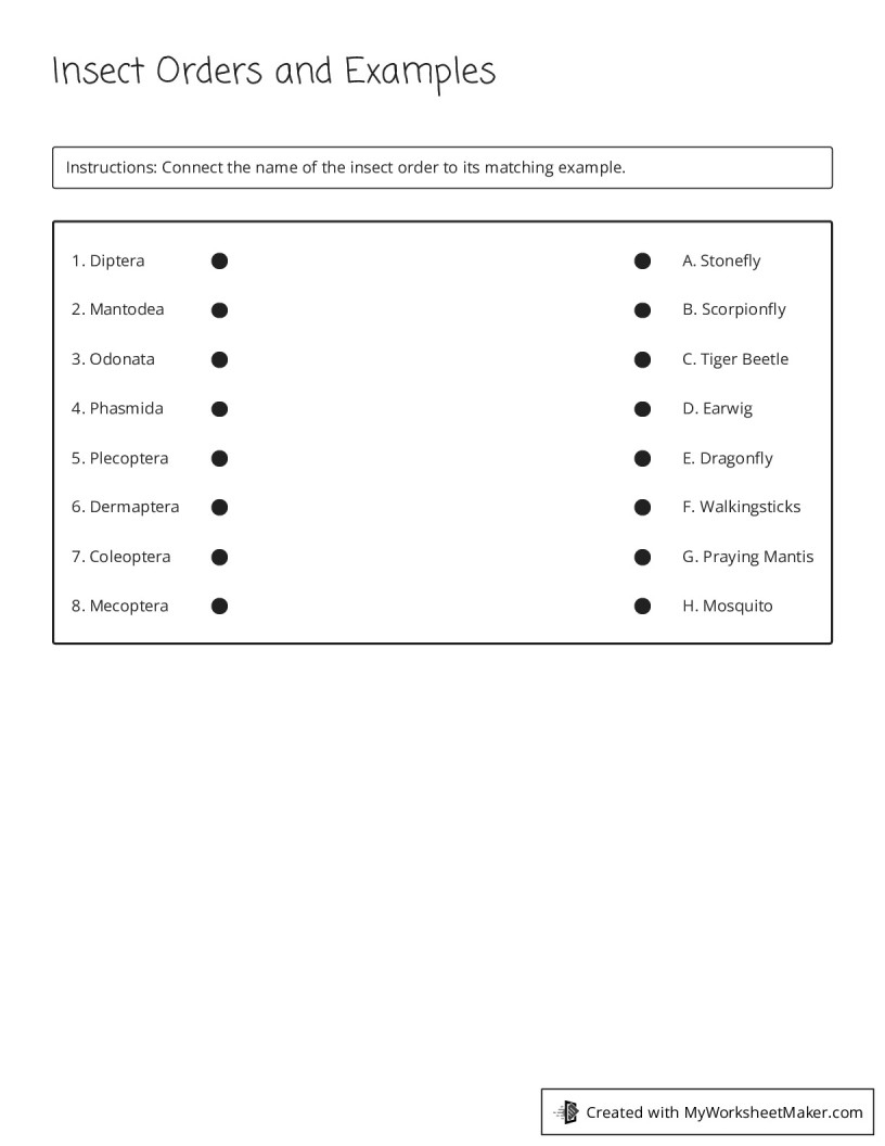 Insect Orders and Examples - My Worksheet Maker: Create Your Own Worksheets