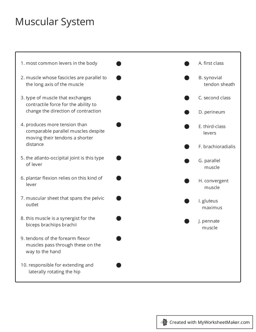Muscular System - My Worksheet Maker: Create Your Own Worksheets