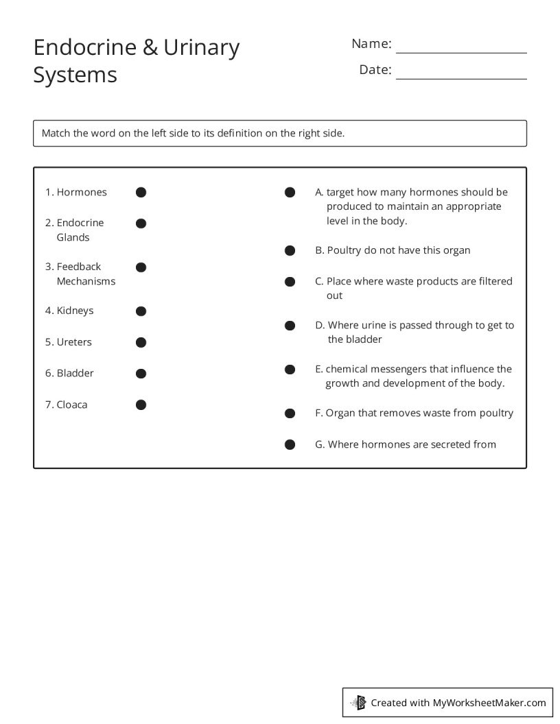Endocrine & Urinary Systems - My Worksheet Maker: Create Your Own ...