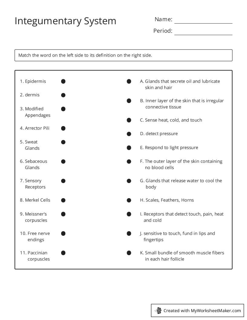 Integumentary System - My Worksheet Maker: Create Your Own Worksheets