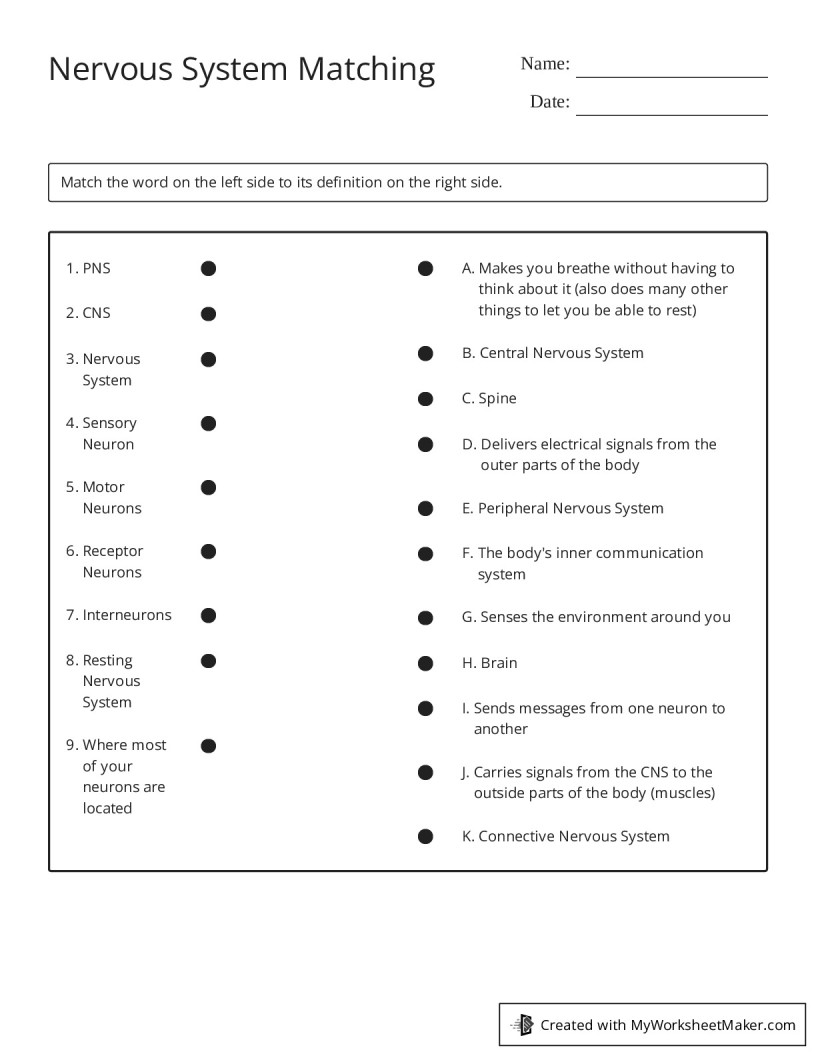 Nervous System Matching - My Worksheet Maker: Create Your Own Worksheets