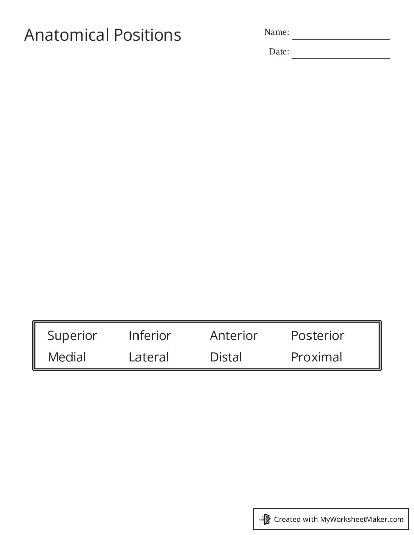 Anatomical Positions - My Worksheet Maker: Create Your Own Worksheets