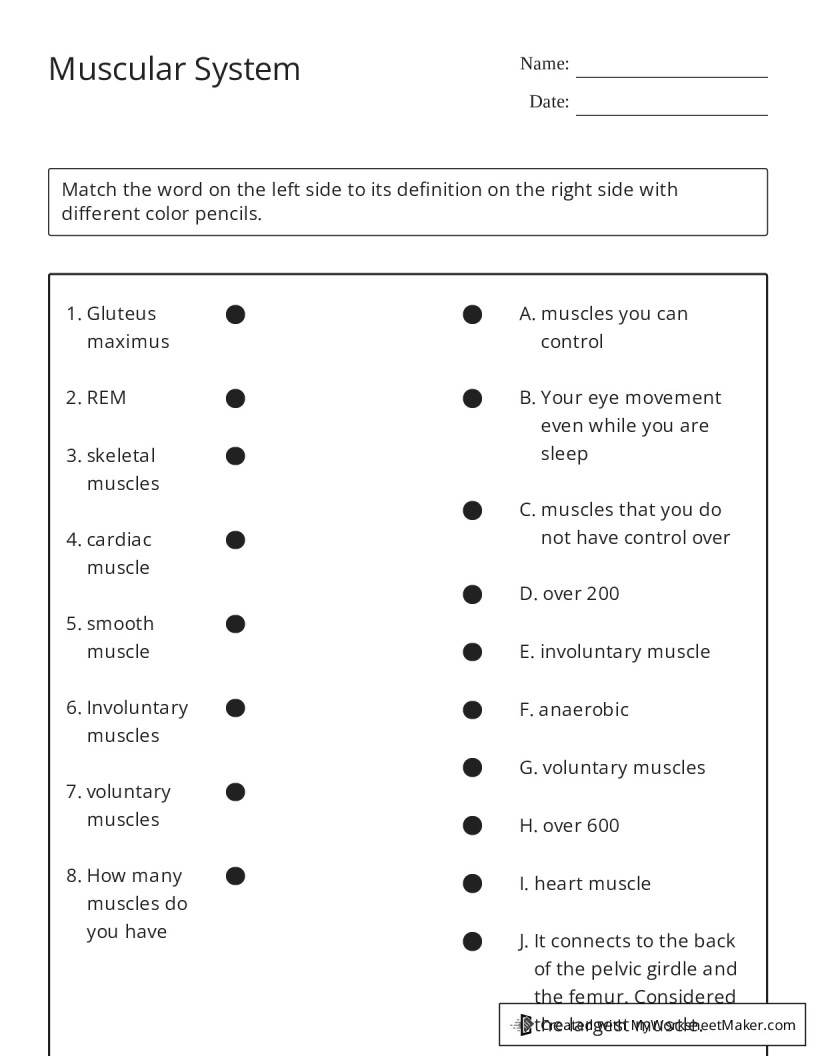 Muscle Action Worksheet