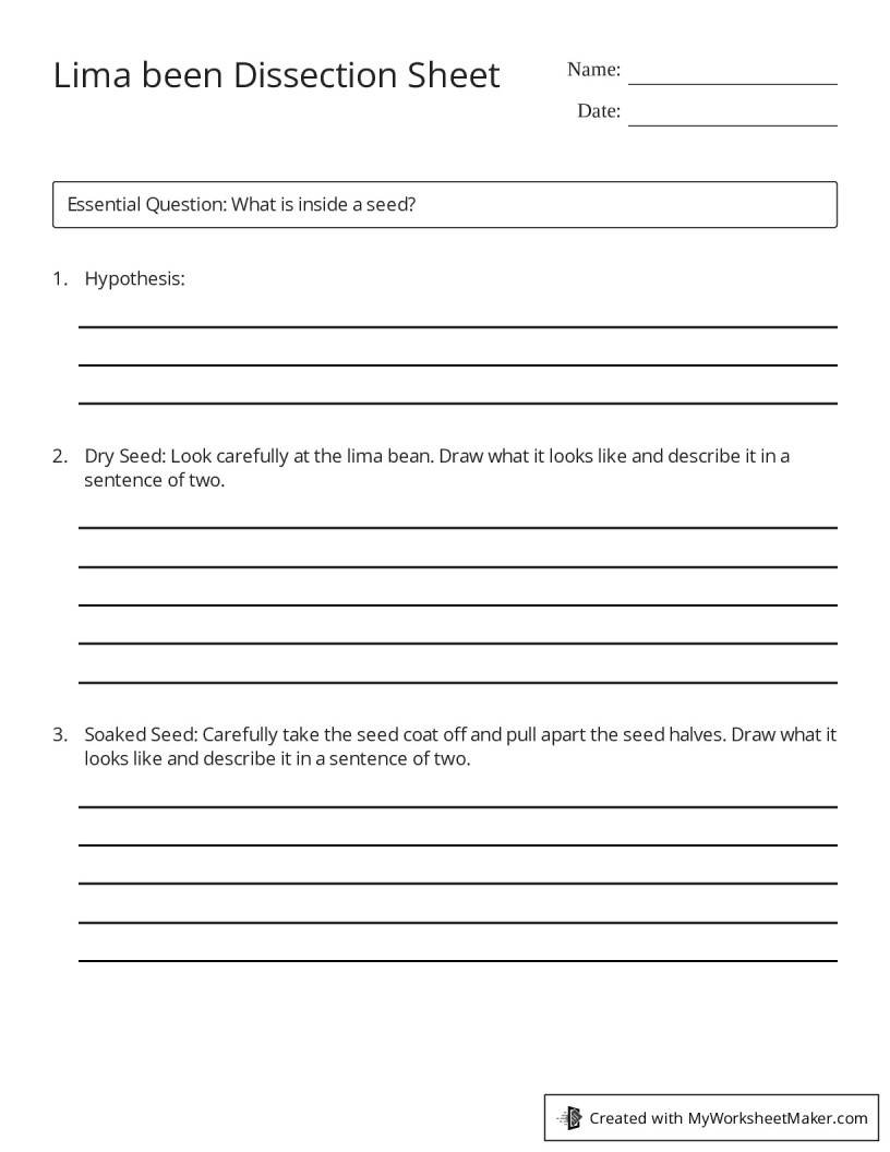 Lima been Dissection Sheet - My Worksheet Maker: Create Your Own Worksheets