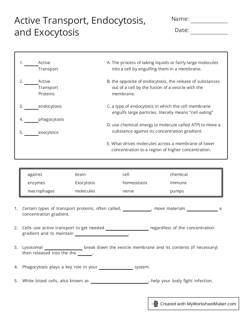 Active Transport, Endocytosis, and Exocytosis - My Worksheet Maker ...