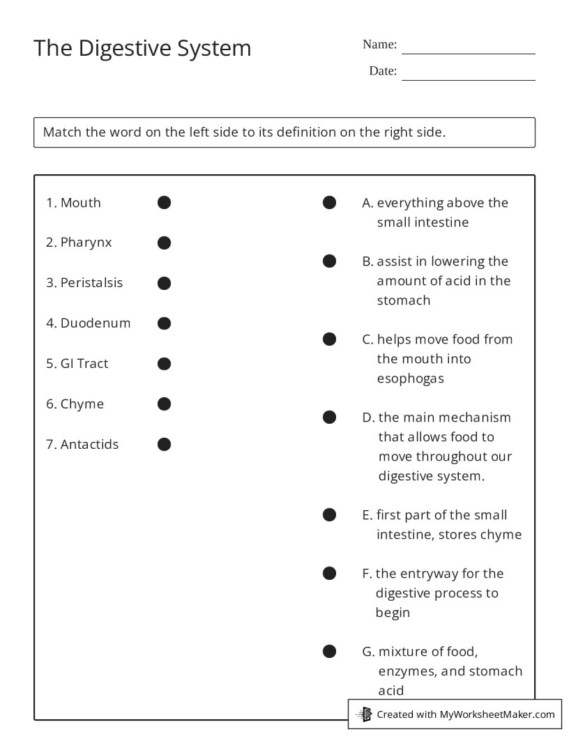 The Digestive System - My Worksheet Maker: Create Your Own Worksheets