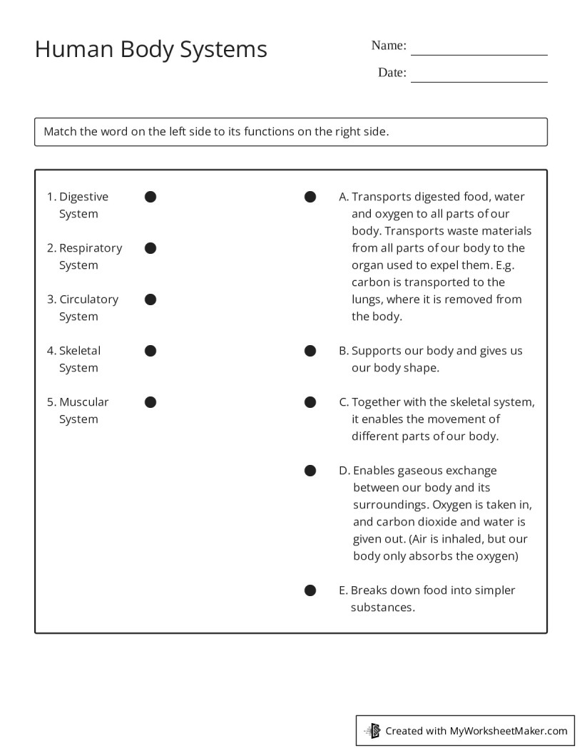 Human Body Systems - My Worksheet Maker: Create Your Own Worksheets