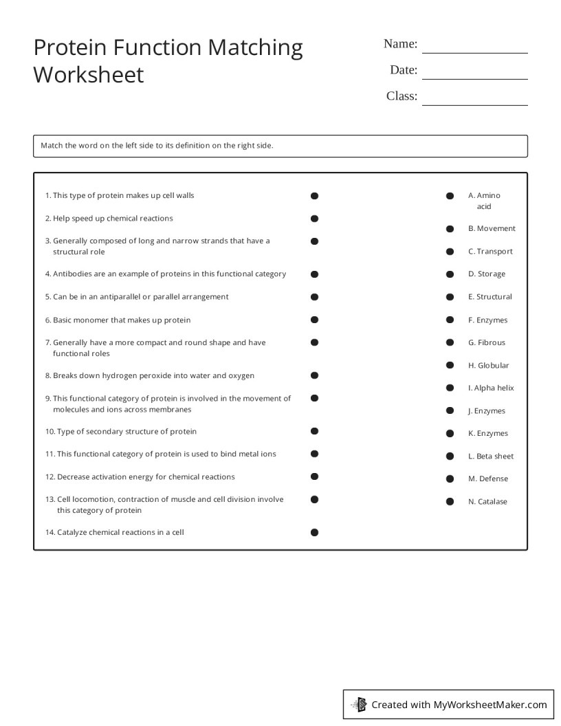Protein Function Matching Worksheet - My Worksheet Maker: Create Your ...
