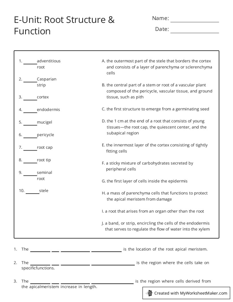 E-Unit: Root Structure & Function - My Worksheet Maker: Create Your Own ...