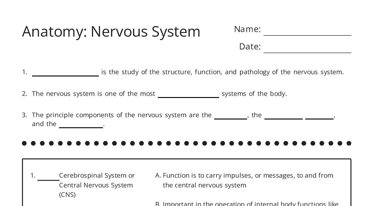 Anatomy: Nervous System - My Worksheet Maker: Create Your Own Worksheets