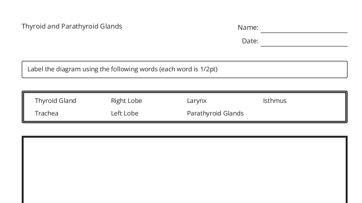 Thyroid and Parathyroid Glands - My Worksheet Maker: Create Your Own ...