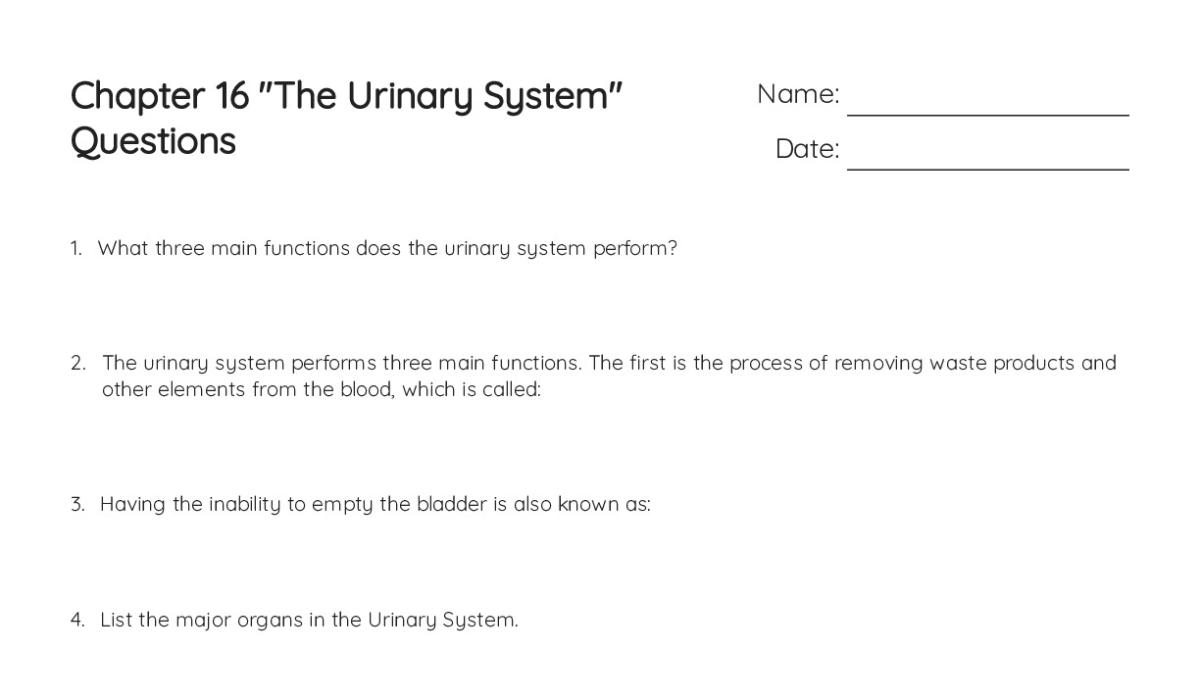 Chapter 16 "The Urinary System" Questions - My Worksheet Maker: Create ...